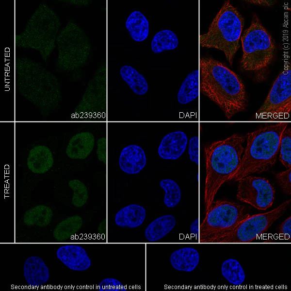 Interferon Pathway